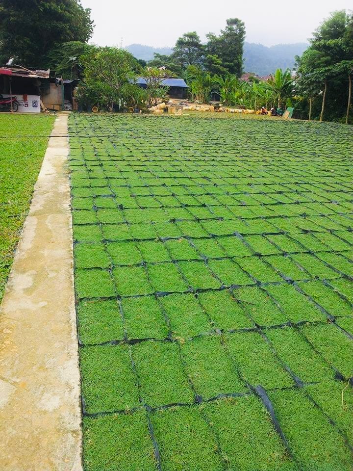 Supplier Rumput | Pembekal Rumput 2025
